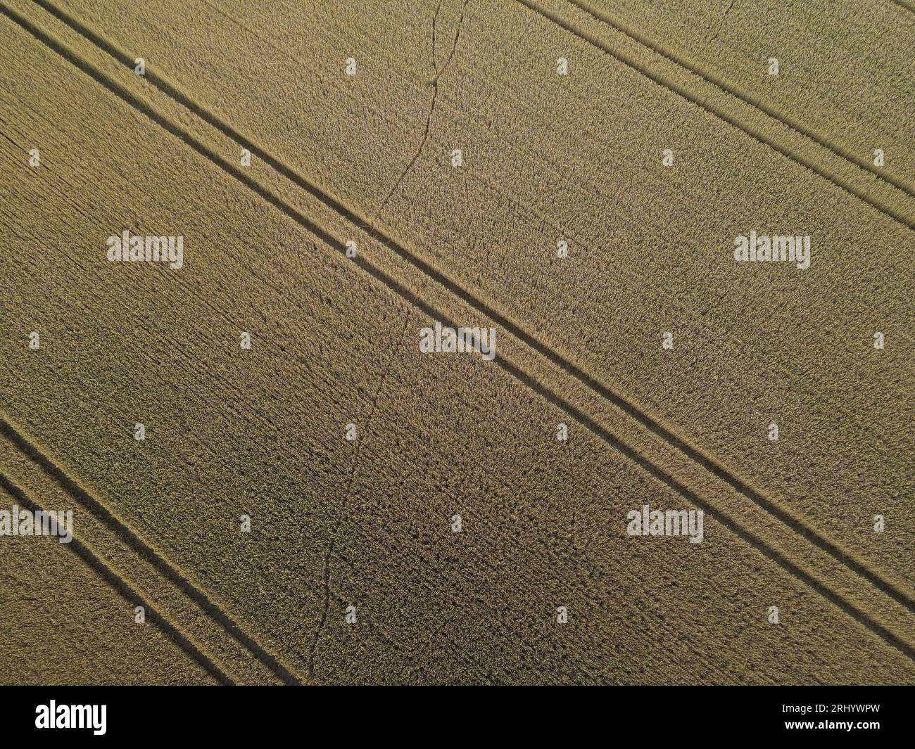 Ripe gold colored crop fields in the countryside in summer from above ...