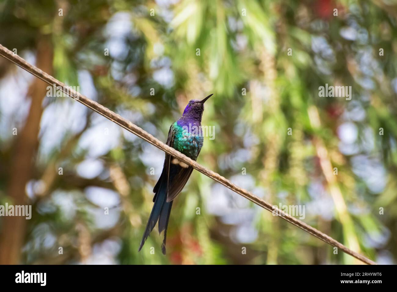 humming bird flying landing branch Stock Photo - Alamy