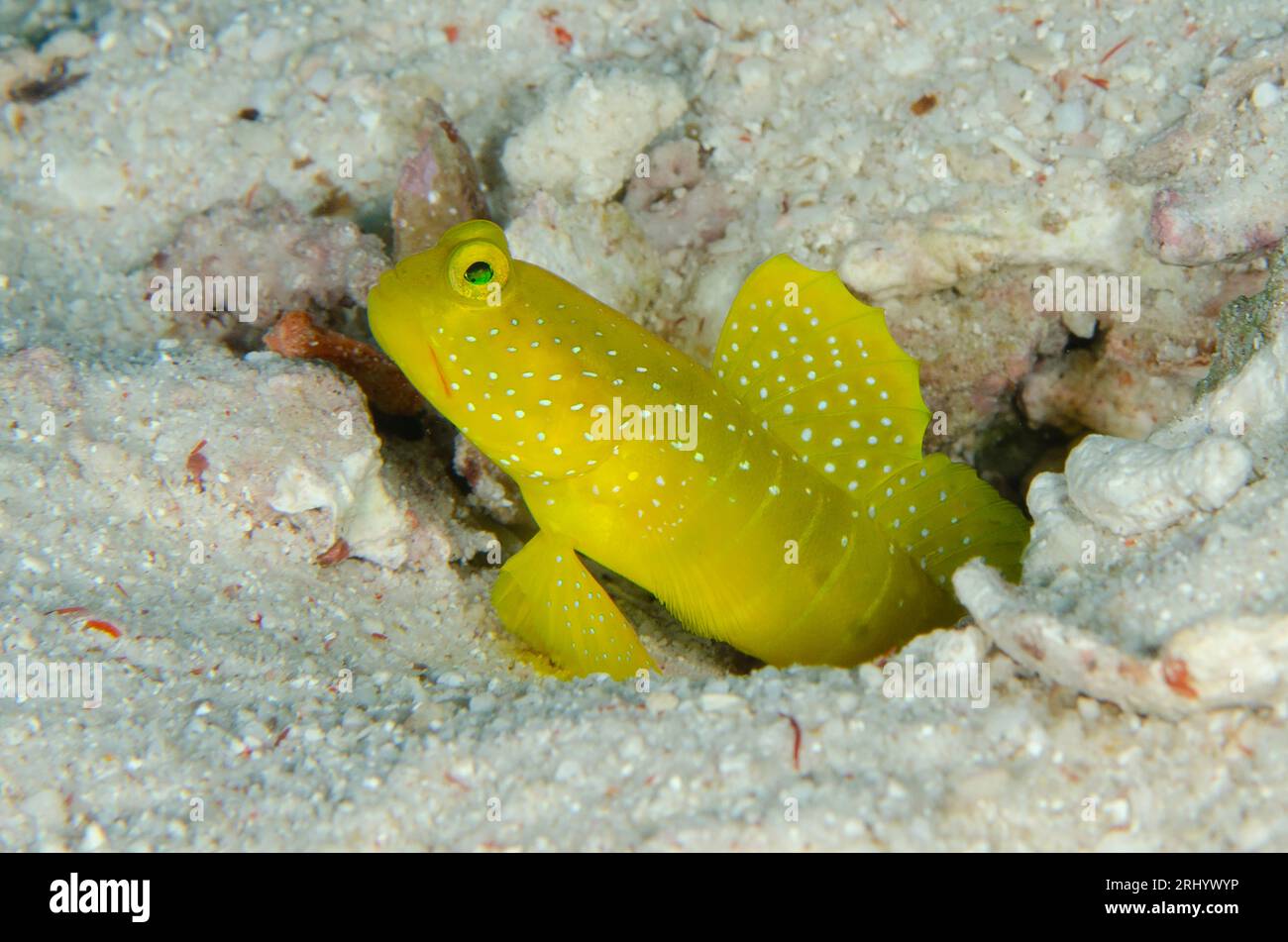 Citrus Ridge dive site, Yanggefo Island, Dampier Strait, Raja Ampat ...