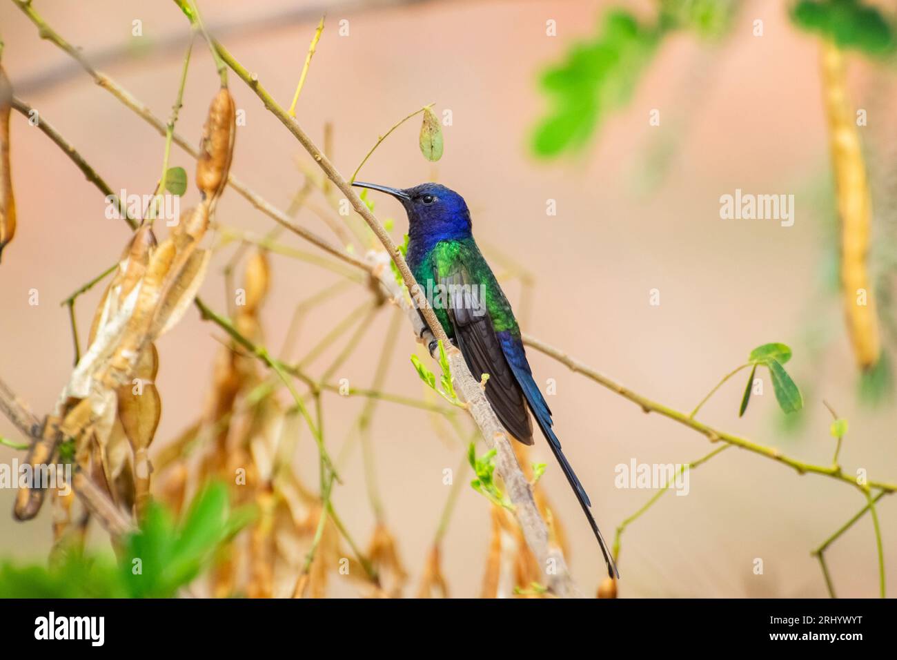 humming bird flying landing branch Stock Photo - Alamy
