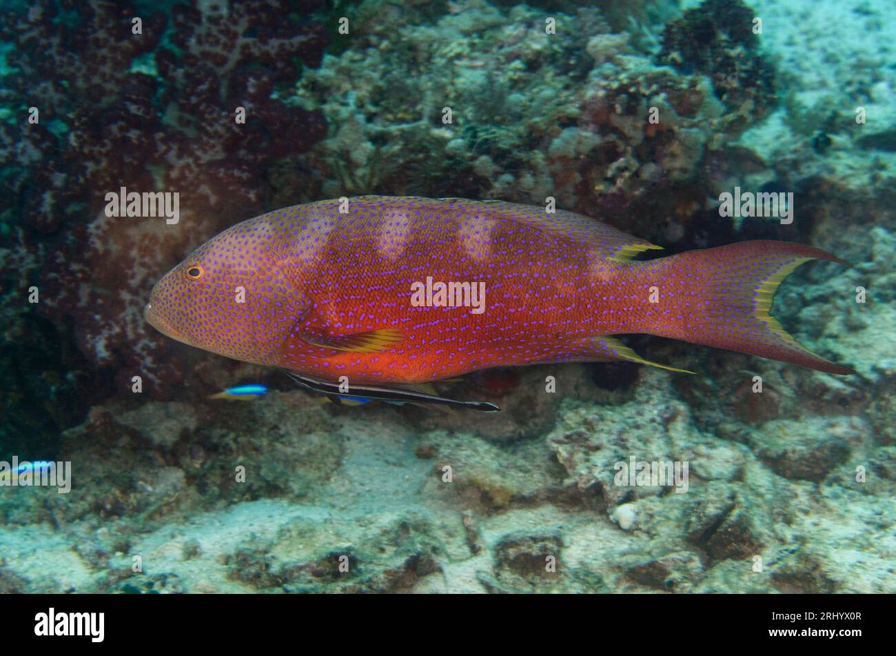 Coronation Grouper, Variola louti, with Slender Suckerfish, Echeneis ...