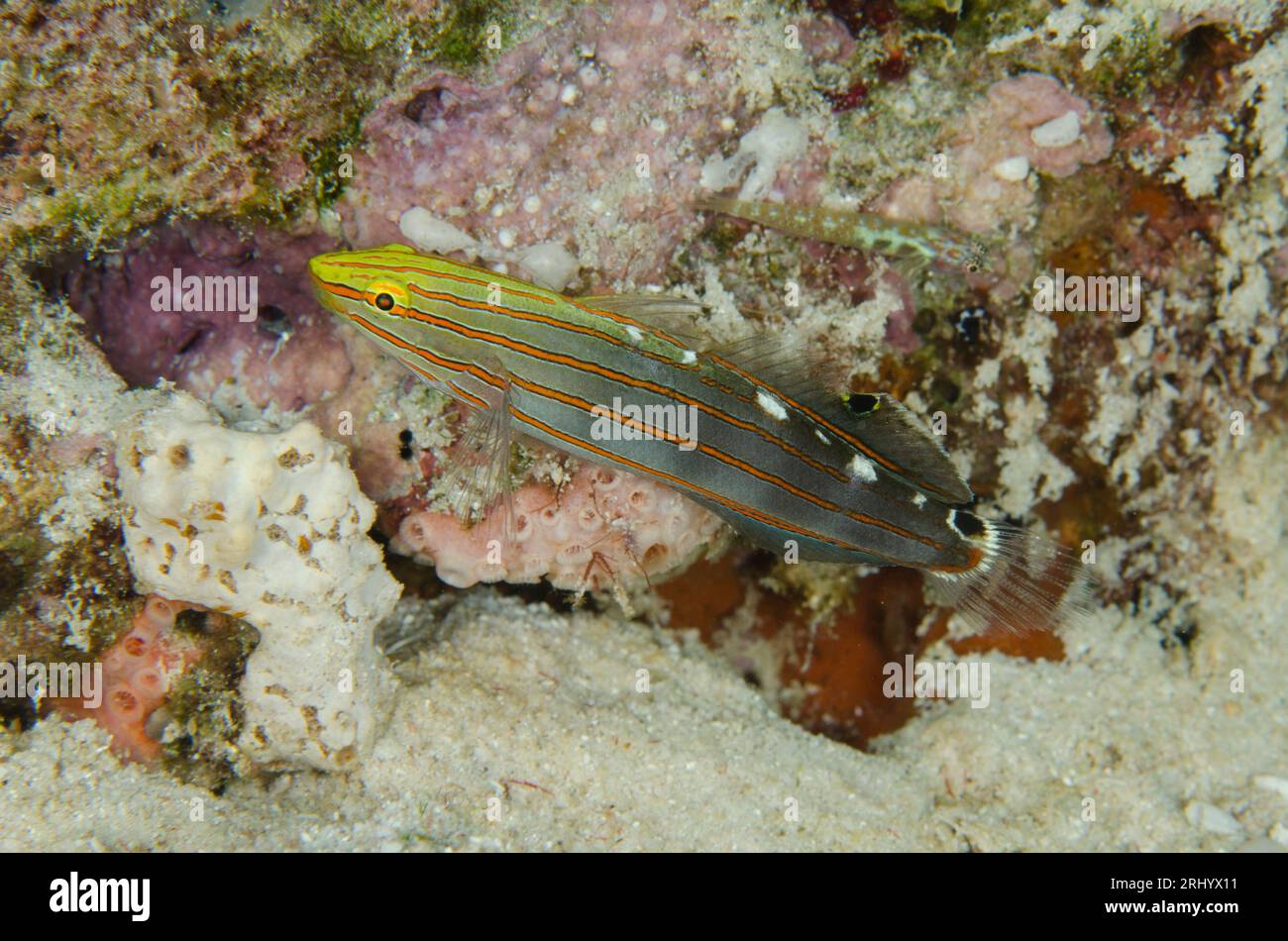 Old Glory Goby, Koumansetta rainfordi, Citrus Ridge dive site, Yanggefo ...