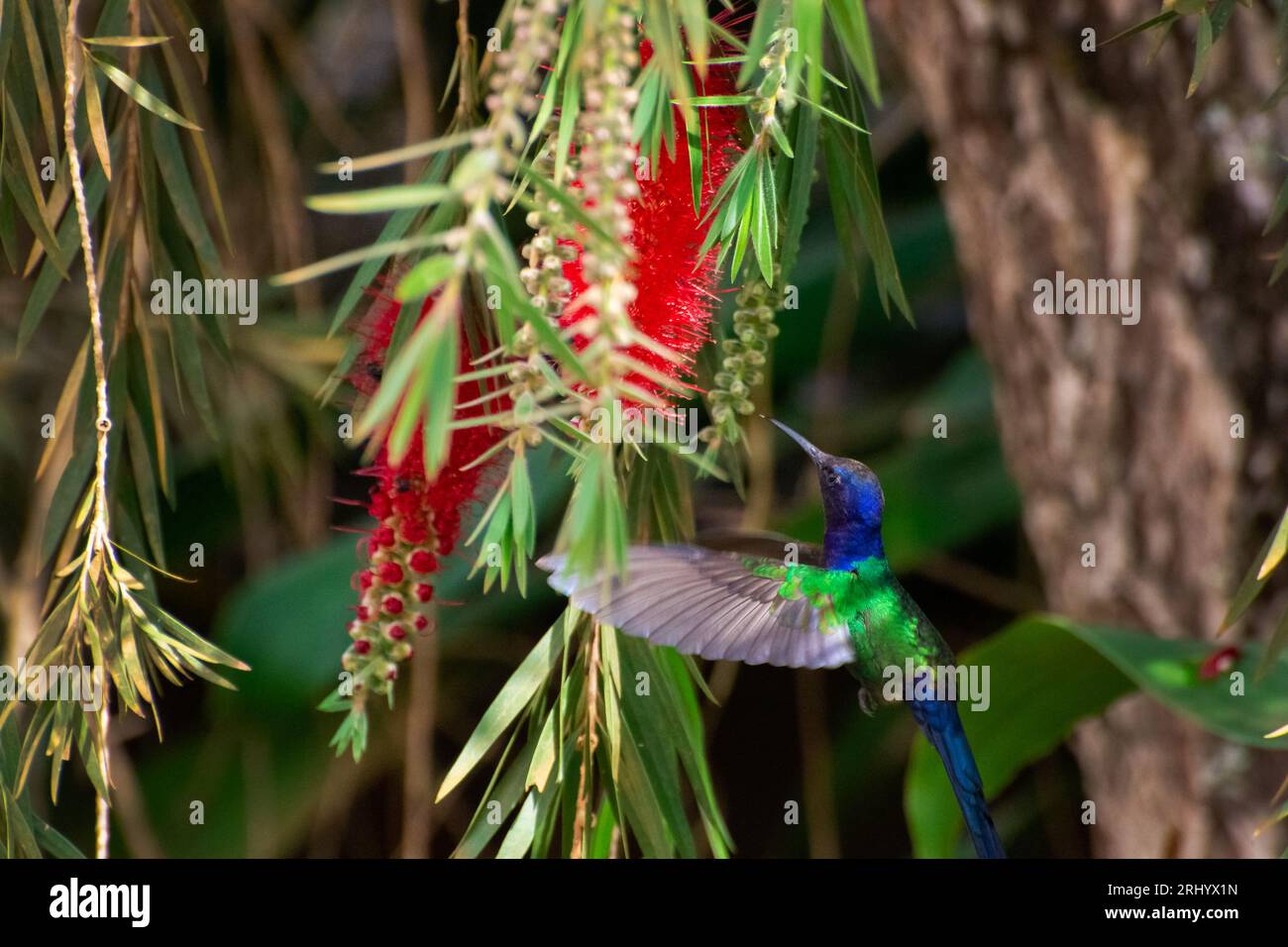 humming bird flying landing branch Stock Photo - Alamy