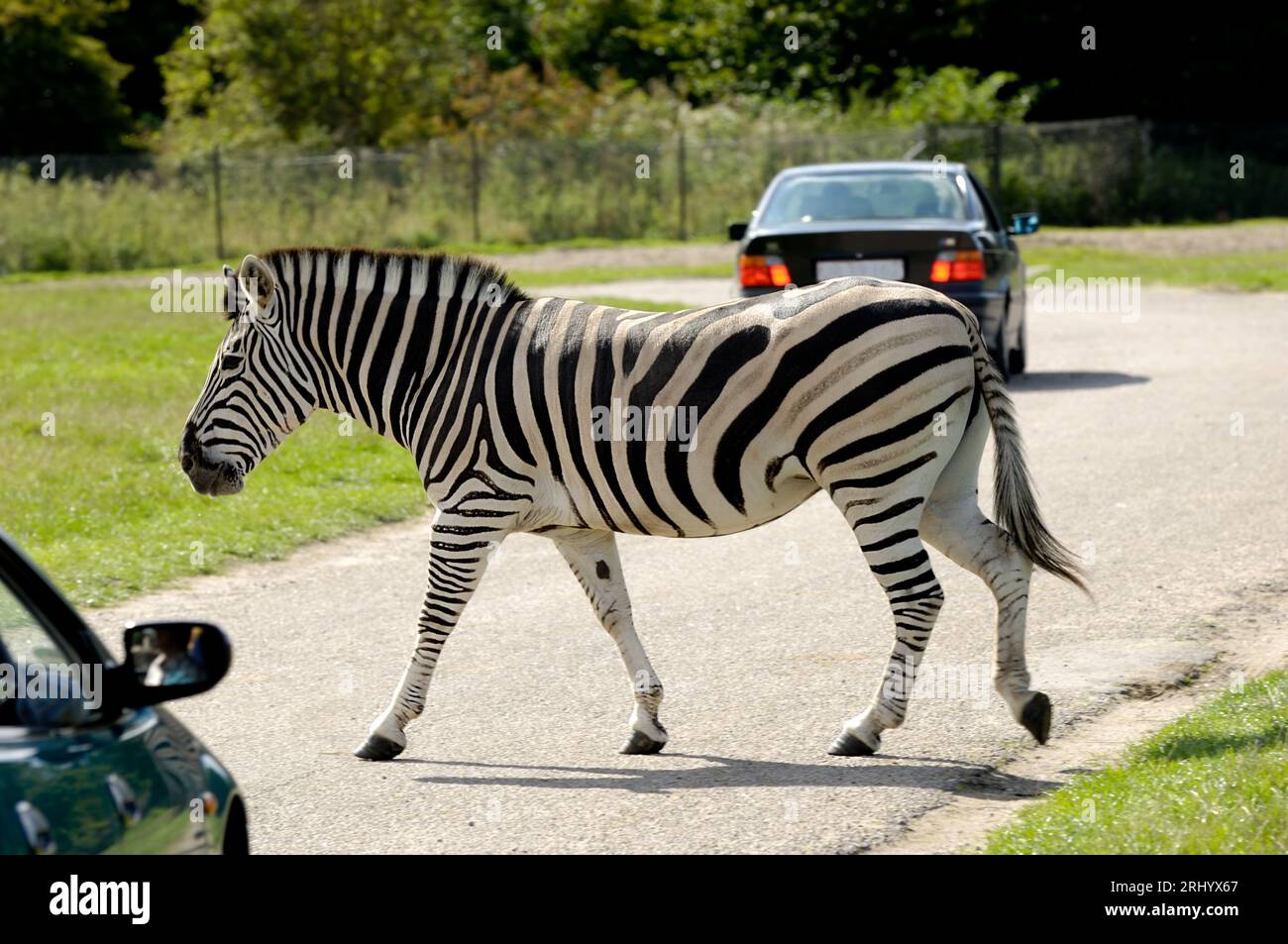 Zebra is crossing road Stock Photo - Alamy