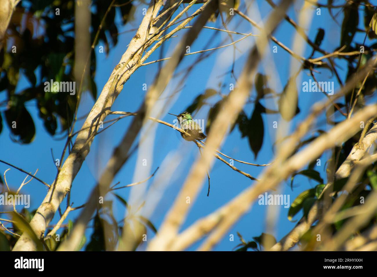 humming bird flying landing branch Stock Photo - Alamy