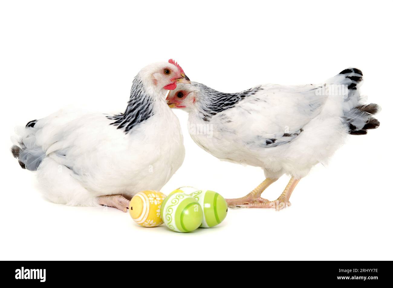 Chickens hatching eggs hi-res stock photography and images - Alamy