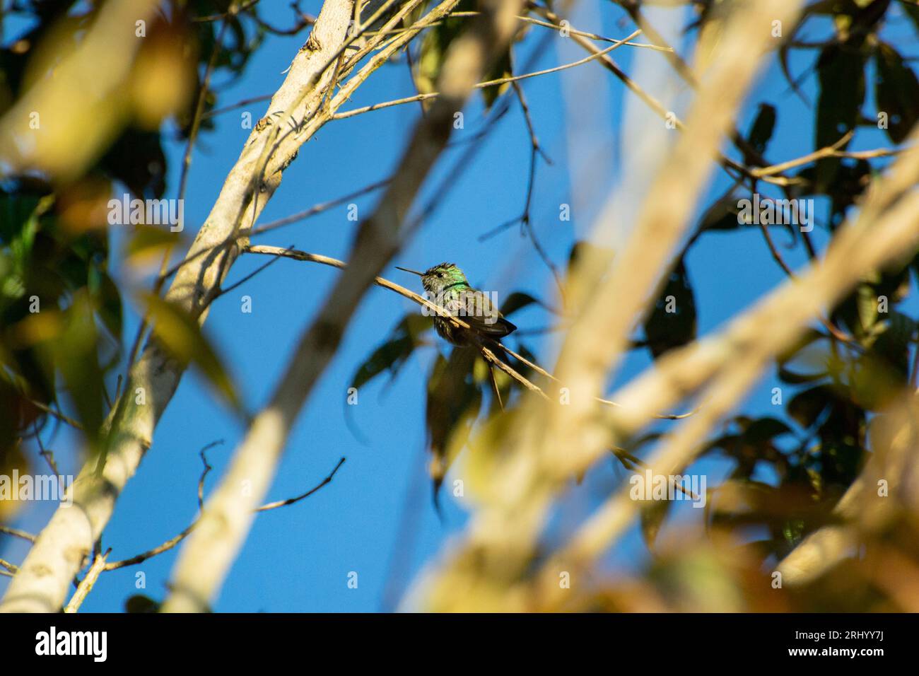 humming bird flying landing branch Stock Photo - Alamy