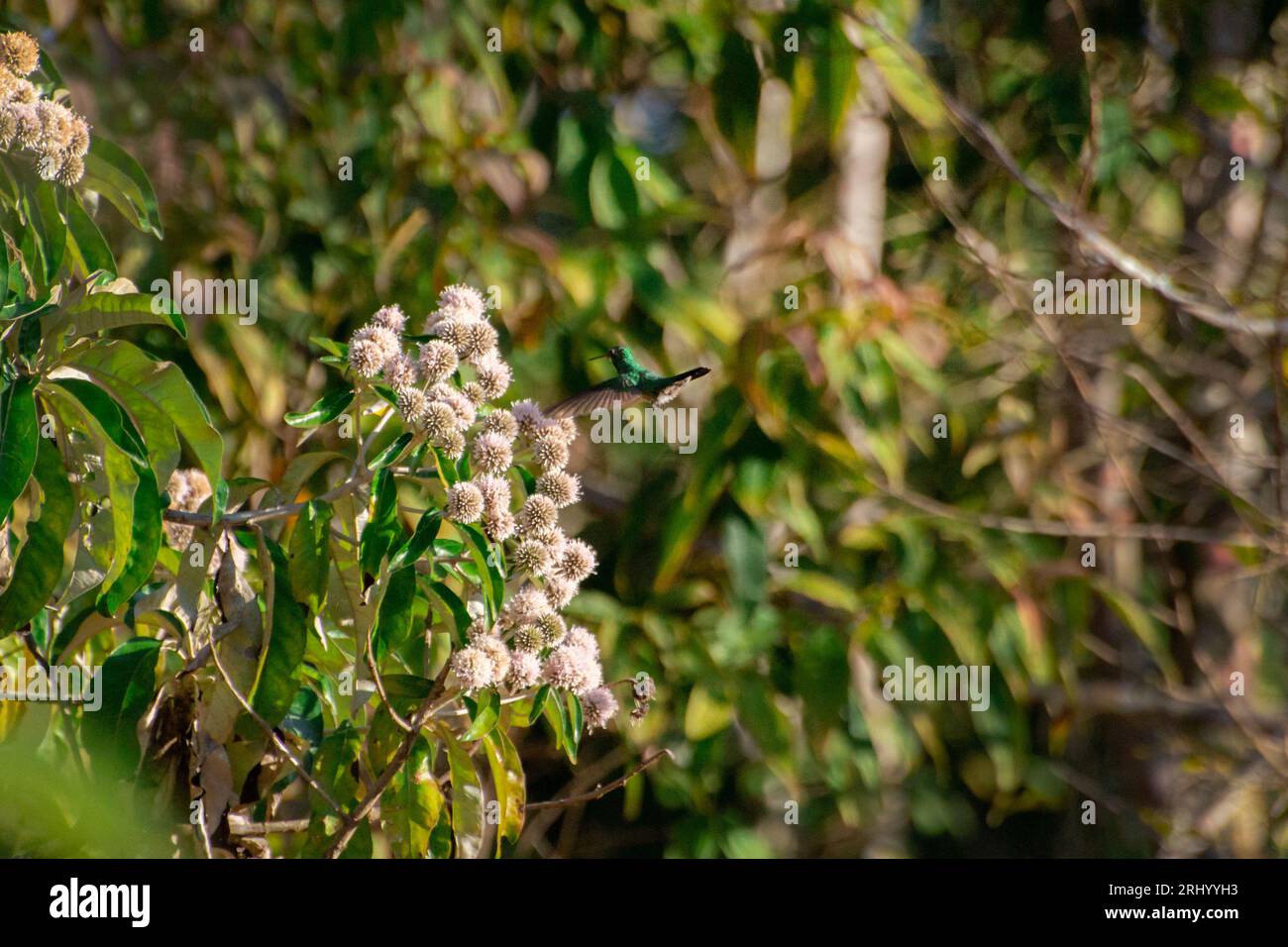 humming bird flying landing branch Stock Photo - Alamy