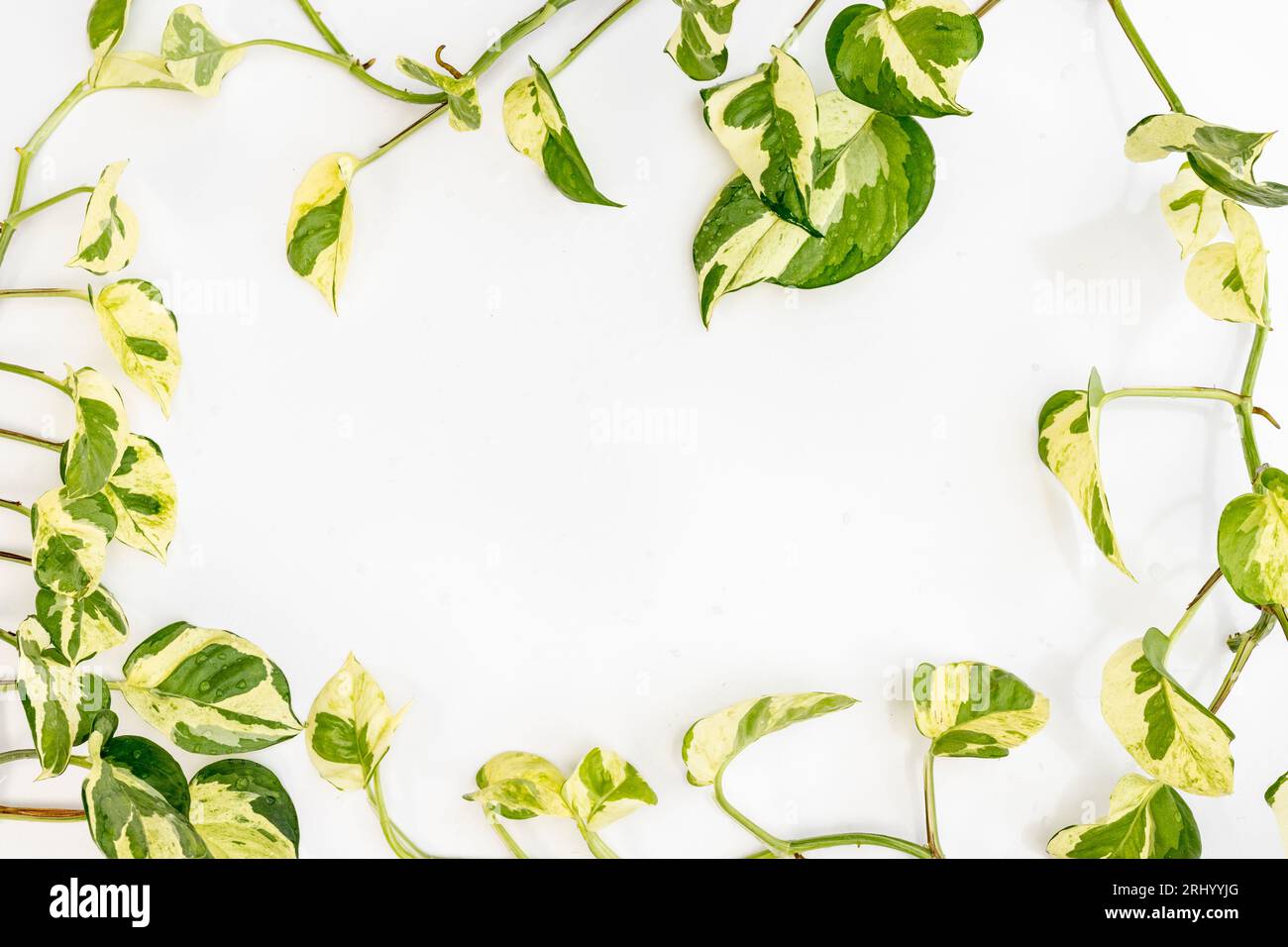 Epipremnum aureum N-Joy Pothos on white background with blank space for ...