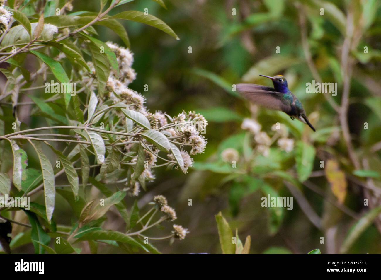 humming bird flying landing branch Stock Photo - Alamy