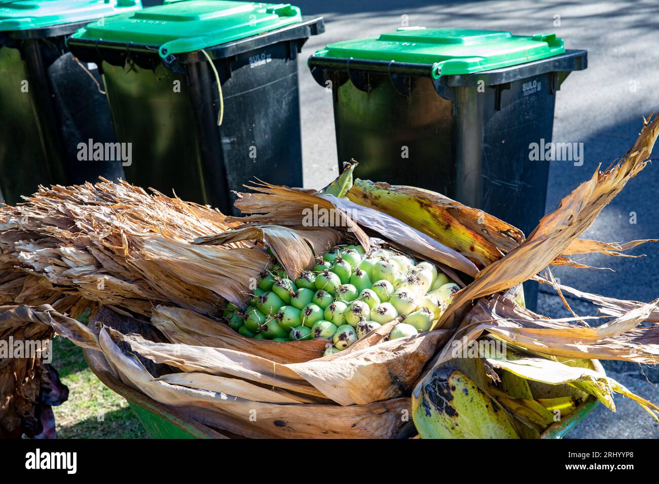 Abyssinian bananas hi-res stock photography and images - Alamy