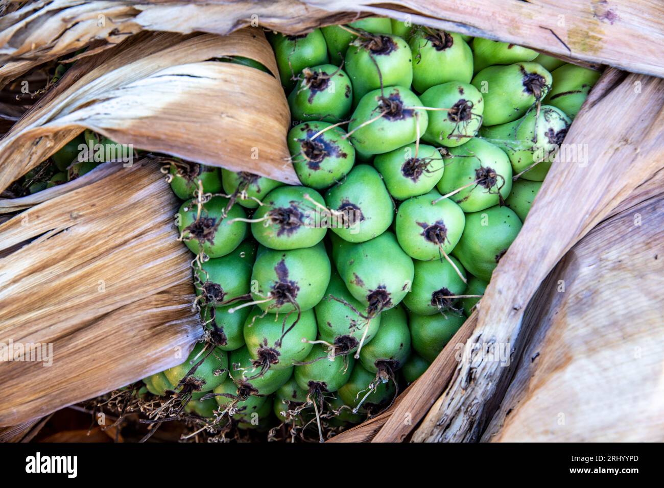 Abyssinian banana hi-res stock photography and images - Alamy