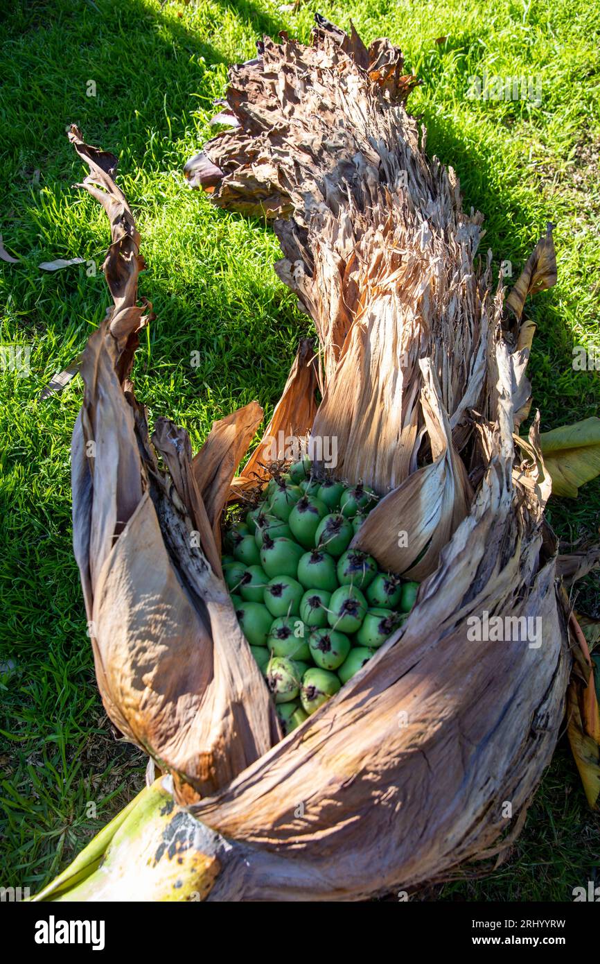 Abyssinian banana palm seed pods seed heads, Sydney,NSW,Australia Stock ...