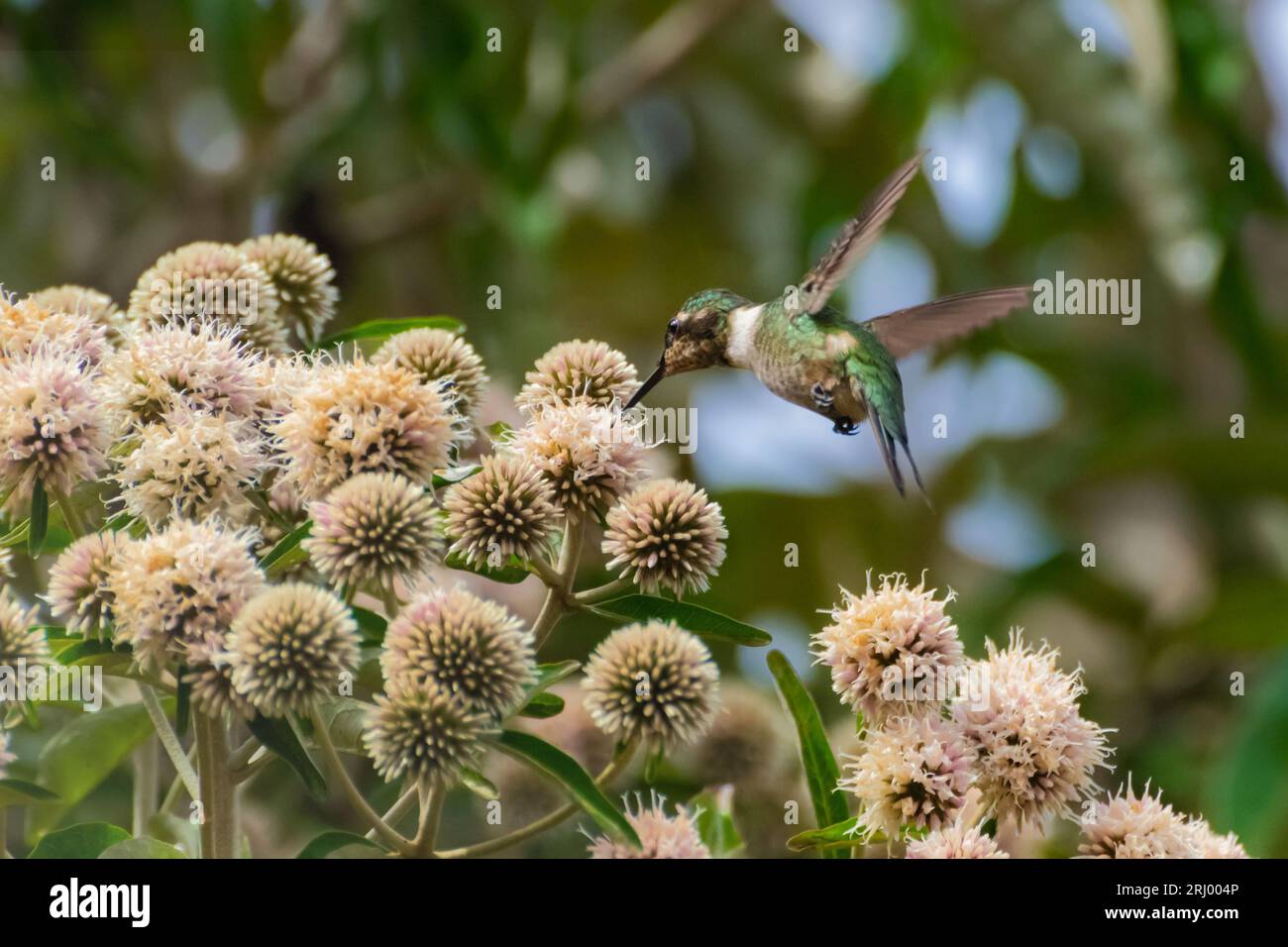 humming bird flying landing branch Stock Photo - Alamy