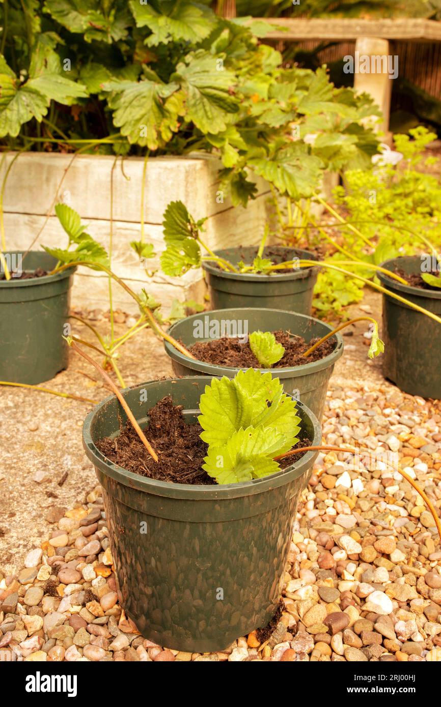 Planting strawberry runners, or stolons, in plant pots in late evening ...