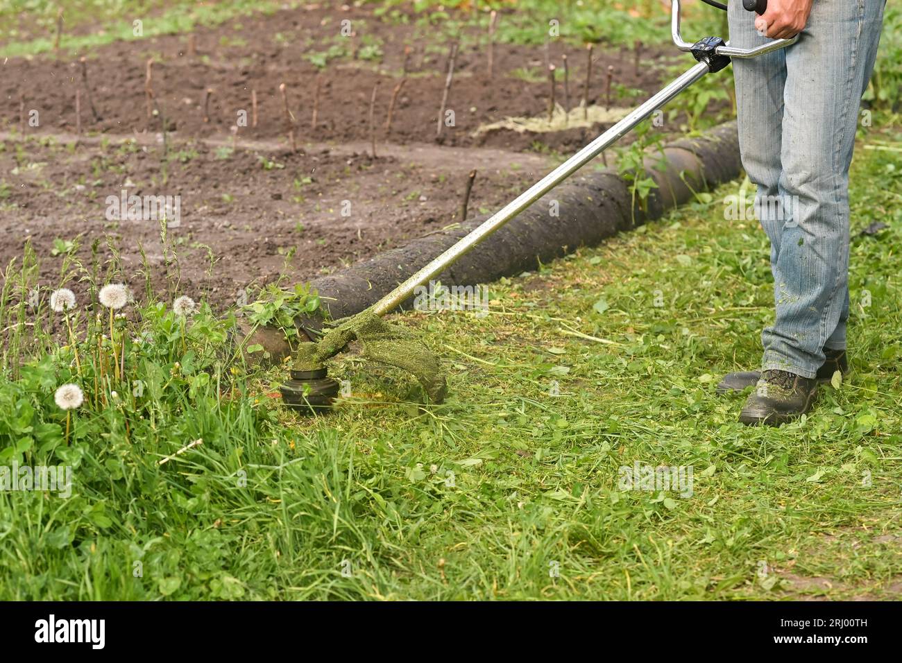 lawn trimming with hand petrol mower. work on mowing tall grass with ...