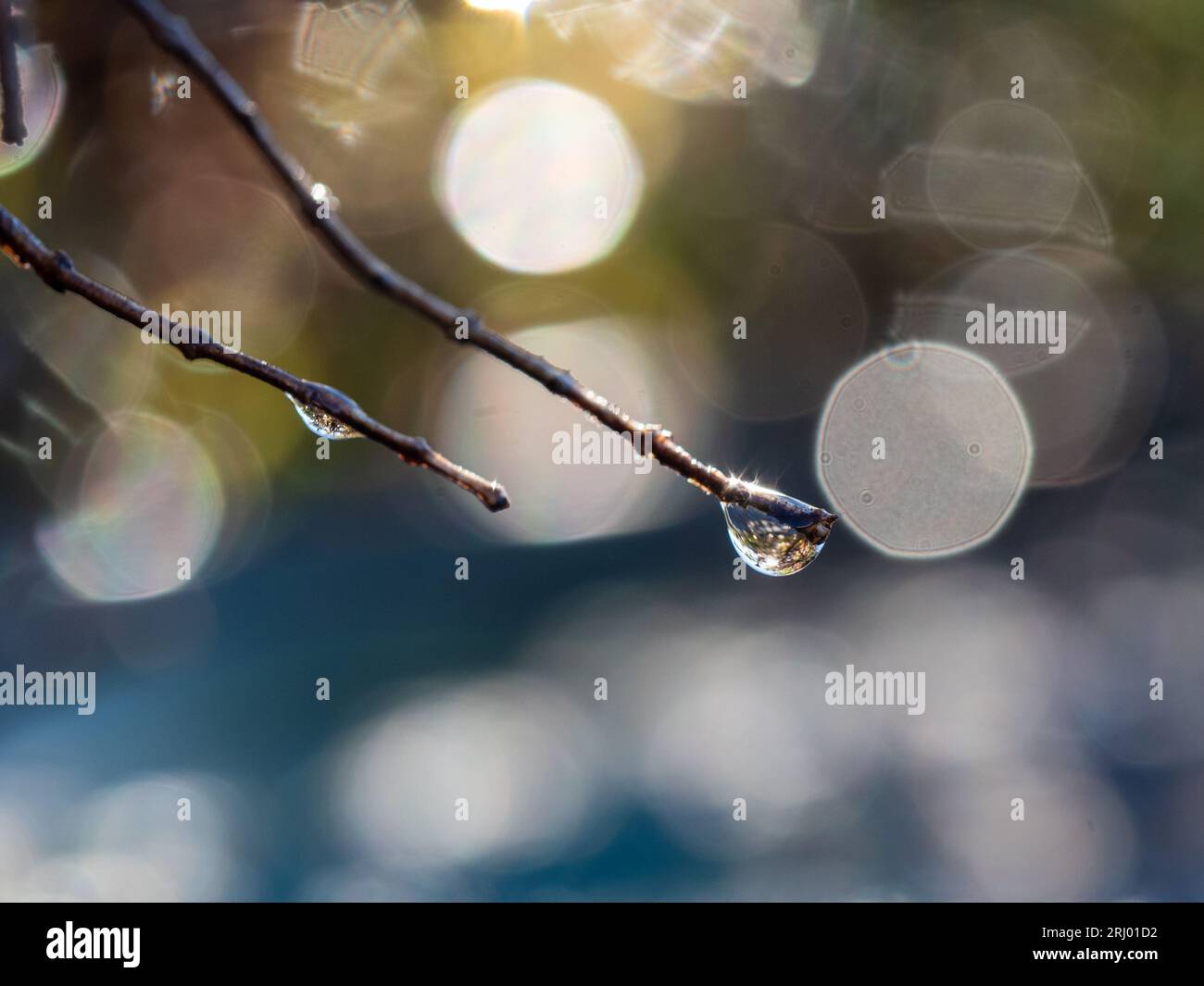 Bokeh sunlight blurred background for shiny water drop on the end of a ...