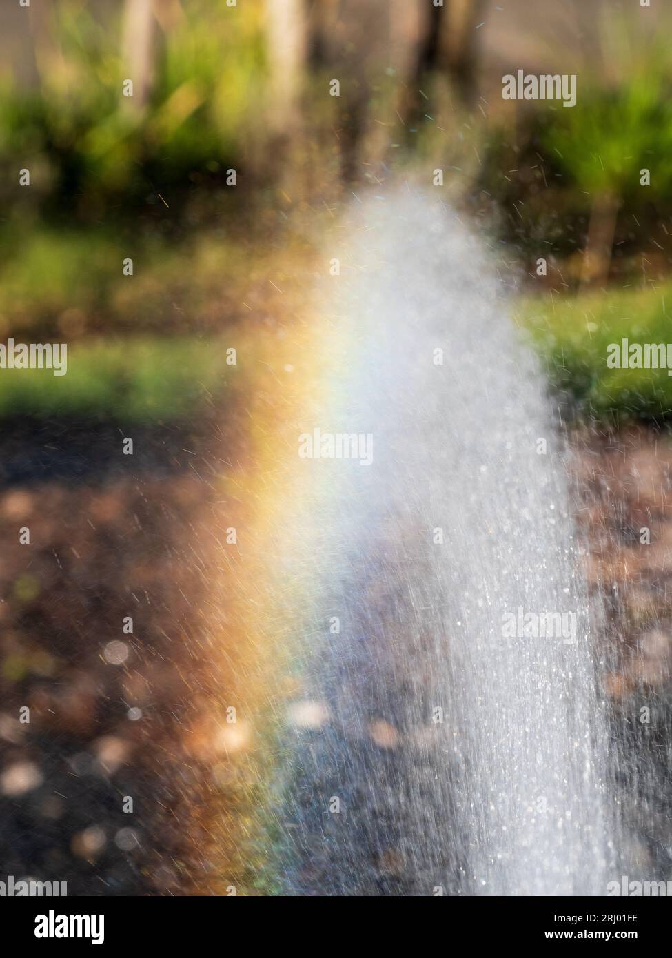 Rainbow formed as afternoon sunlight shines on the hose water spraying ...