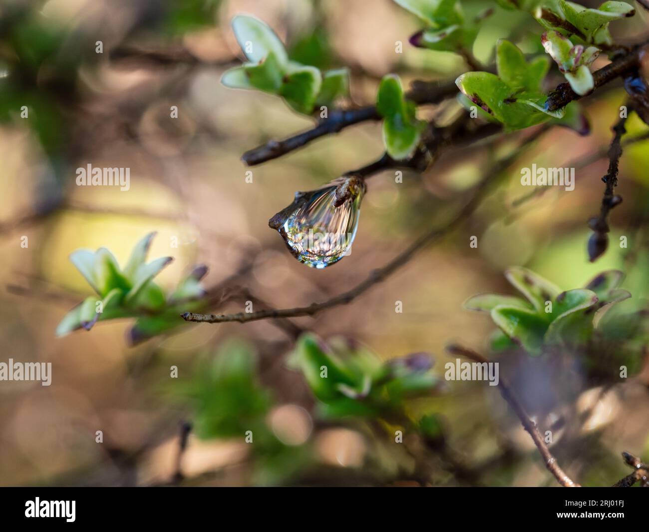 Large Water droplet on the end of a plant stem in the garden, shiny ...