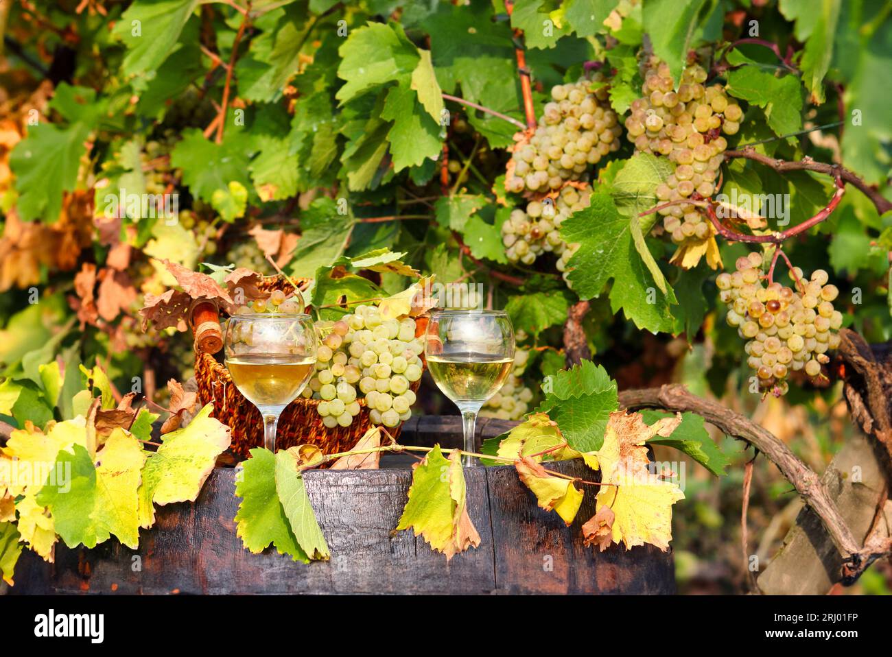 white grape and wine autumn season Stock Photo - Alamy