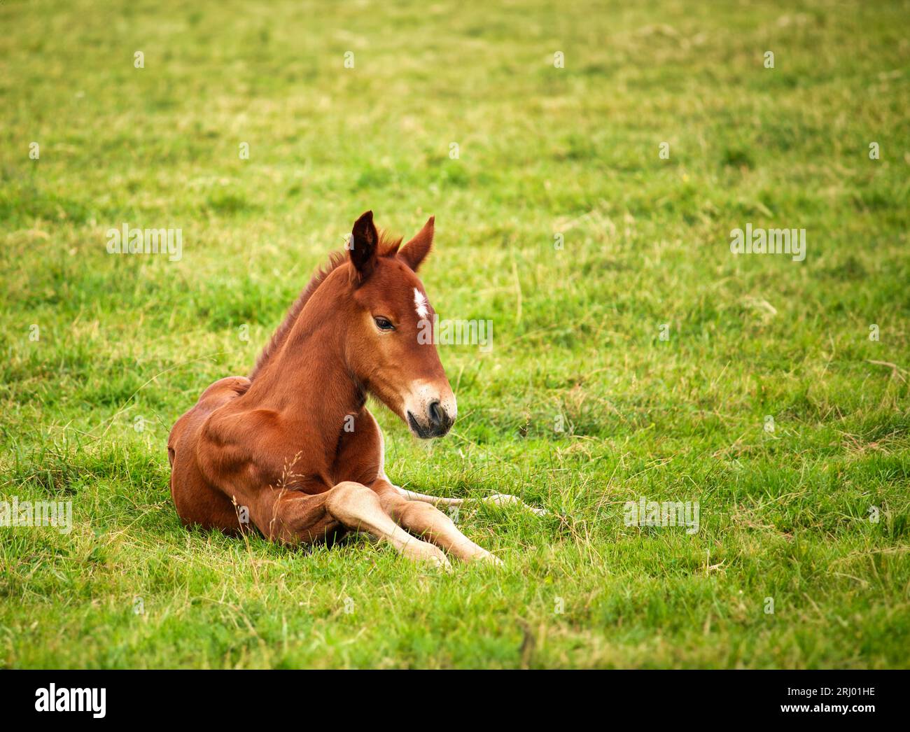 beautiful brown foal lying on green grass field Stock Photo - Alamy