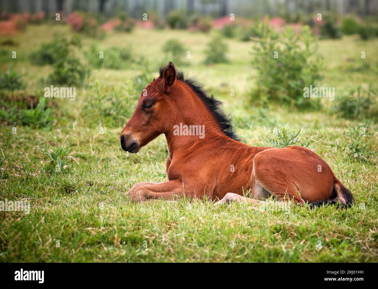 Foal filly lying on green hi-res stock photography and images - Alamy