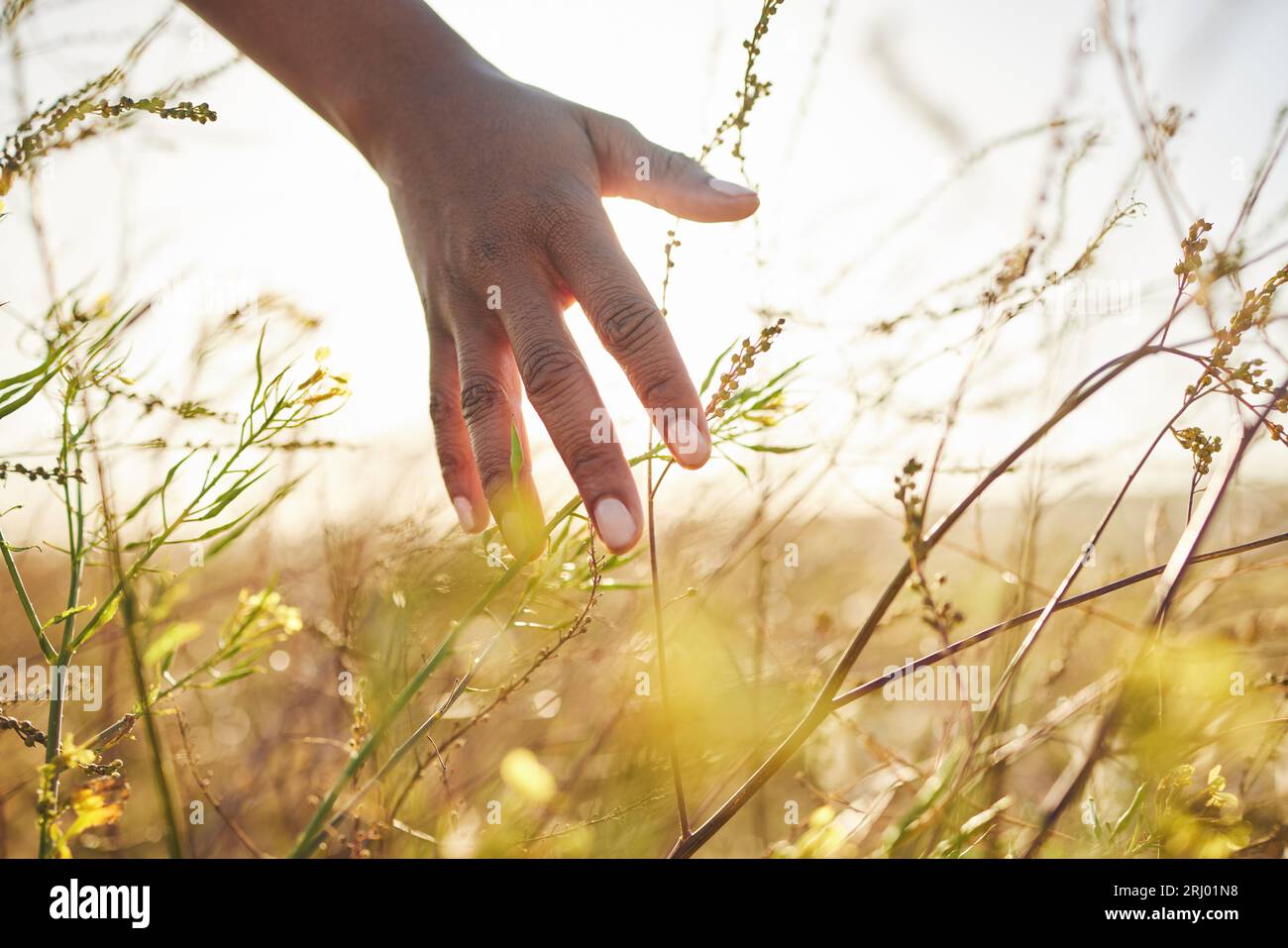 Hand, field and plants with freedom, nature and walk in summer sunshine ...