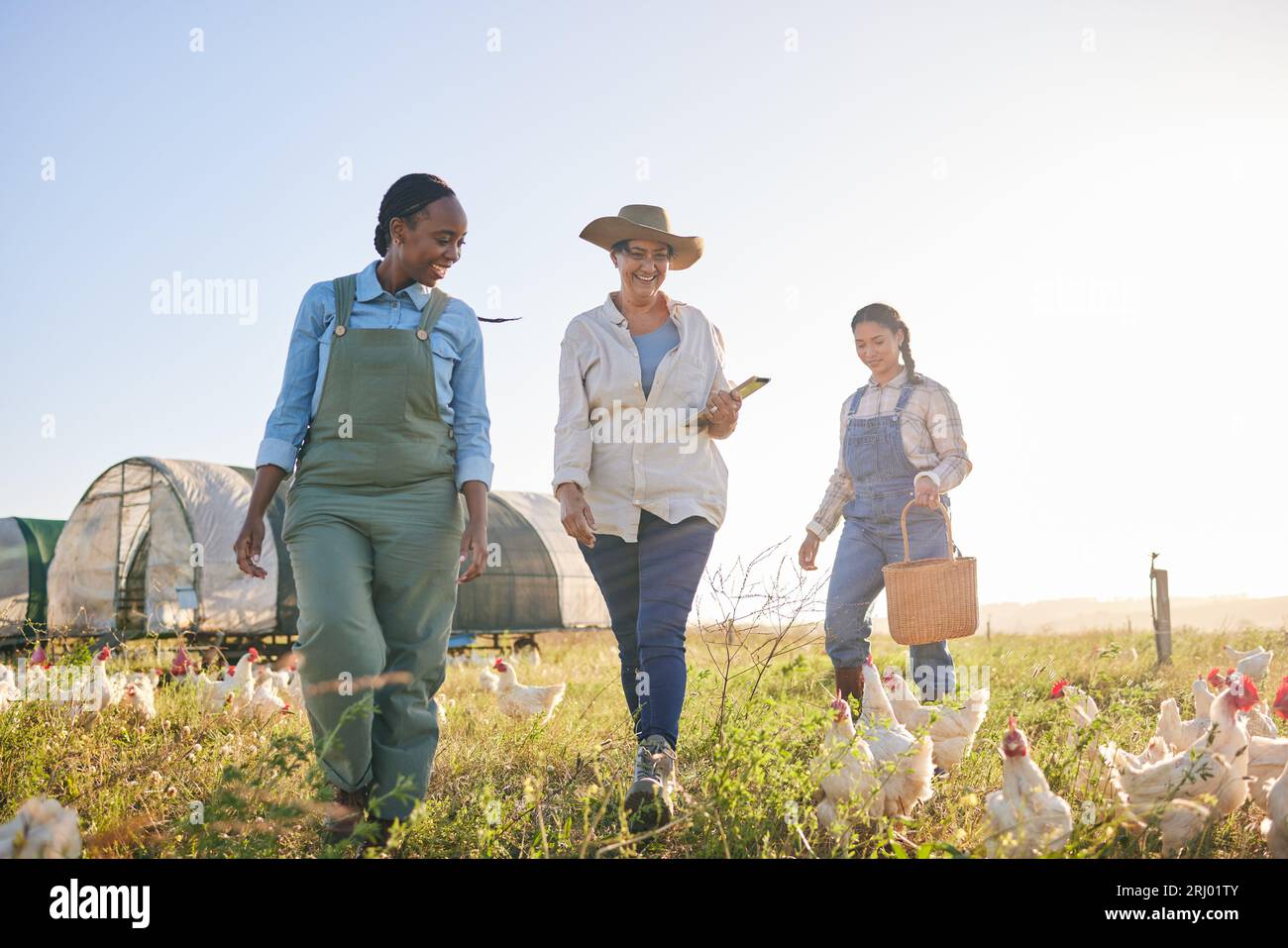 Agriculture, chicken and women for harvest in farm, countryside or ...