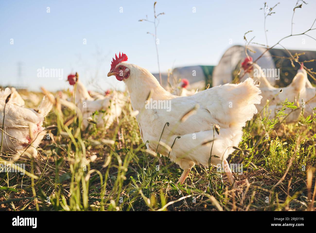 Grass, chicken farm and coup with blue sky in green countryside, free ...