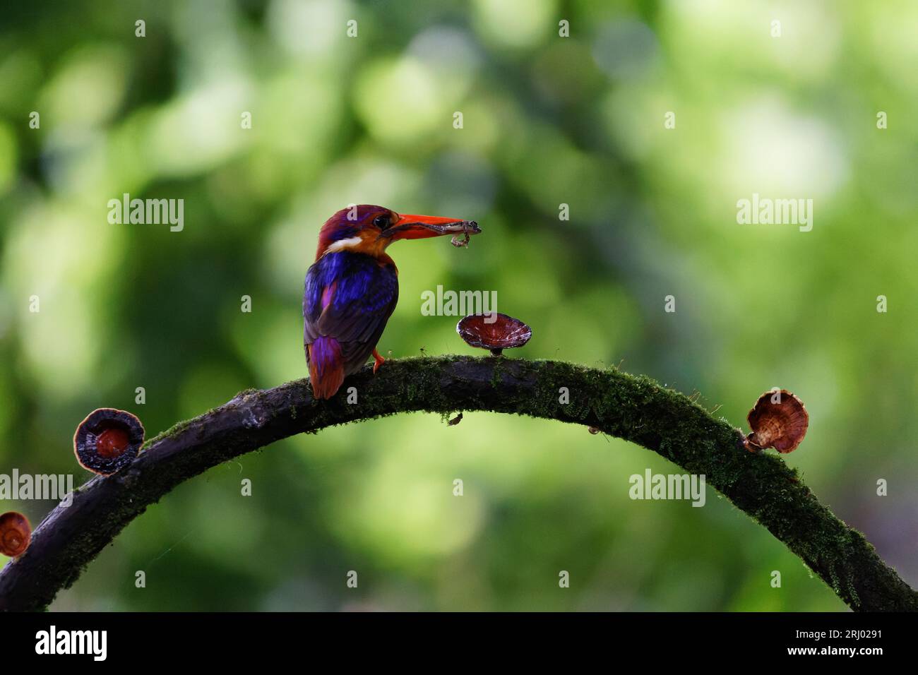 ODKF - Oriental Dwarf Kingfisher with a kill in natural habitat closeup ...