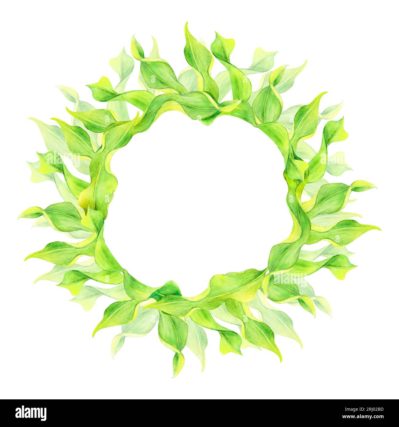Watercolor drawing circle frame from curved ribbon algae isolated on ...