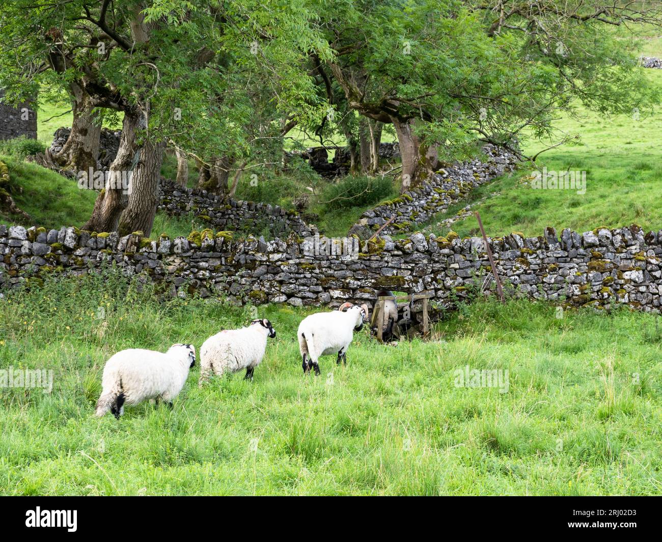 Sheep gate in a drystone wall Stock Photo - Alamy
