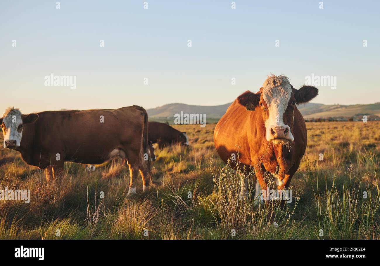 Agriculture, nature and portrait of cow on farm for for sustainability ...
