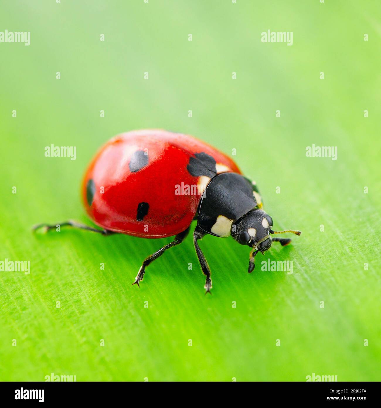 red ladybird on green leaf Stock Photo - Alamy