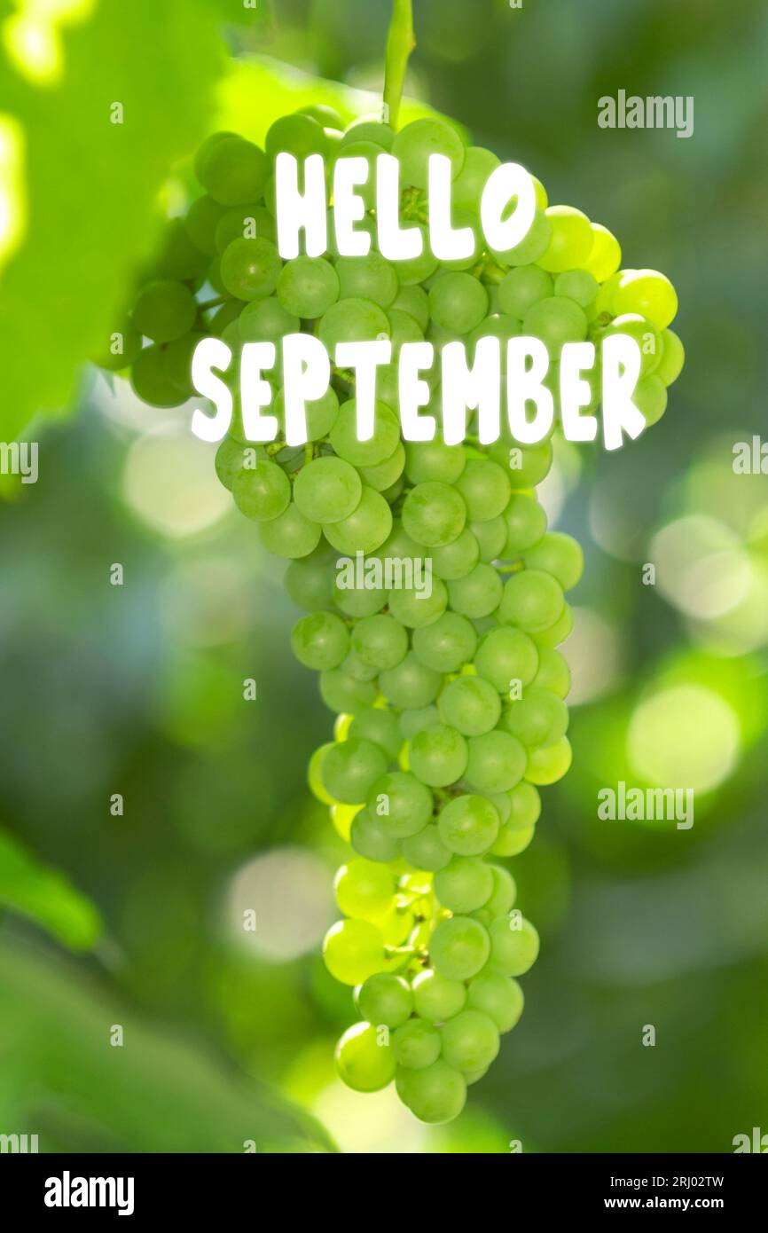 Nature background with lettering Hello September. Ripe grape close up ...
