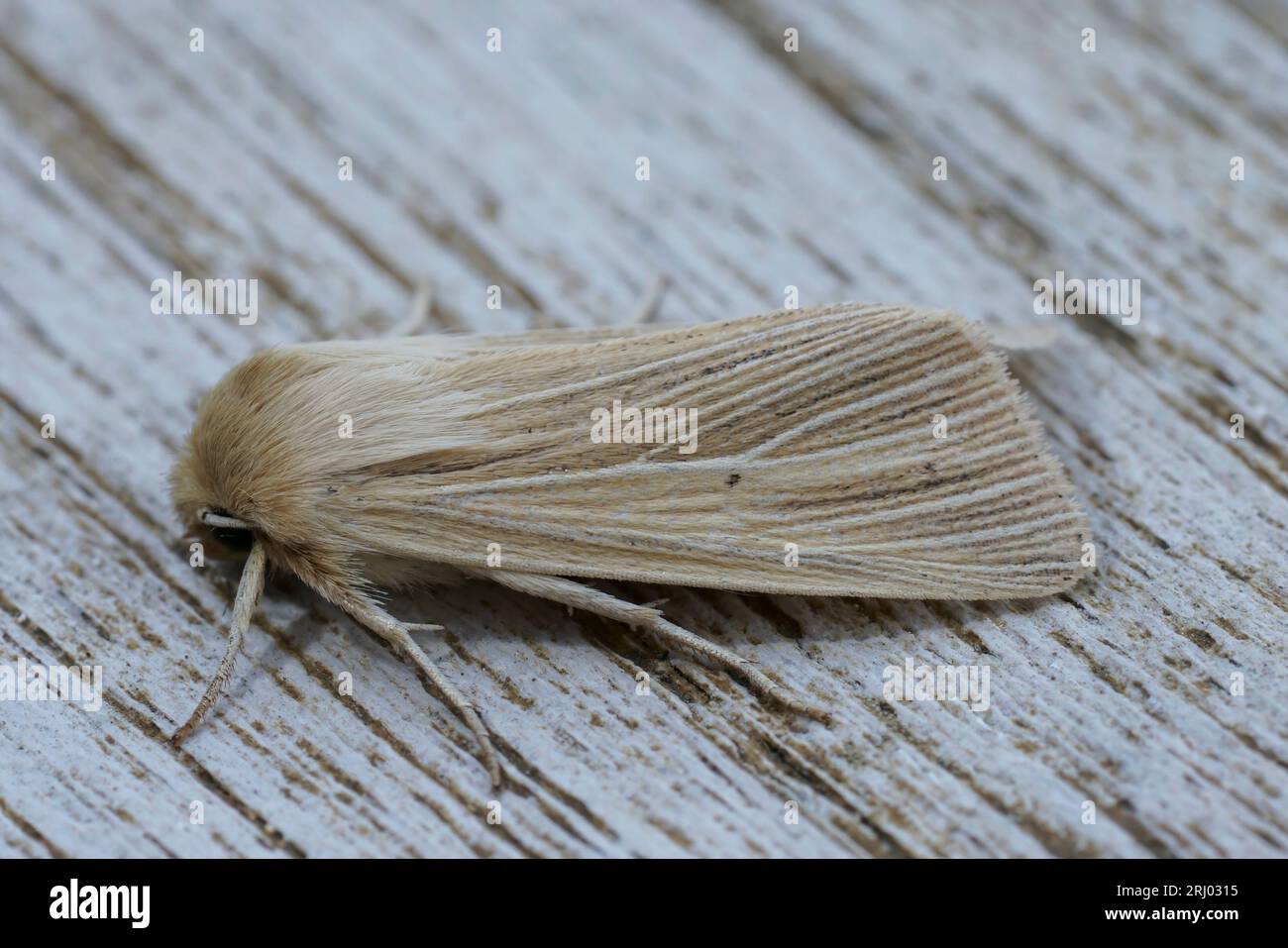Closeup on the common wainscot owlet moth, Mythimna pallens sitting on ...