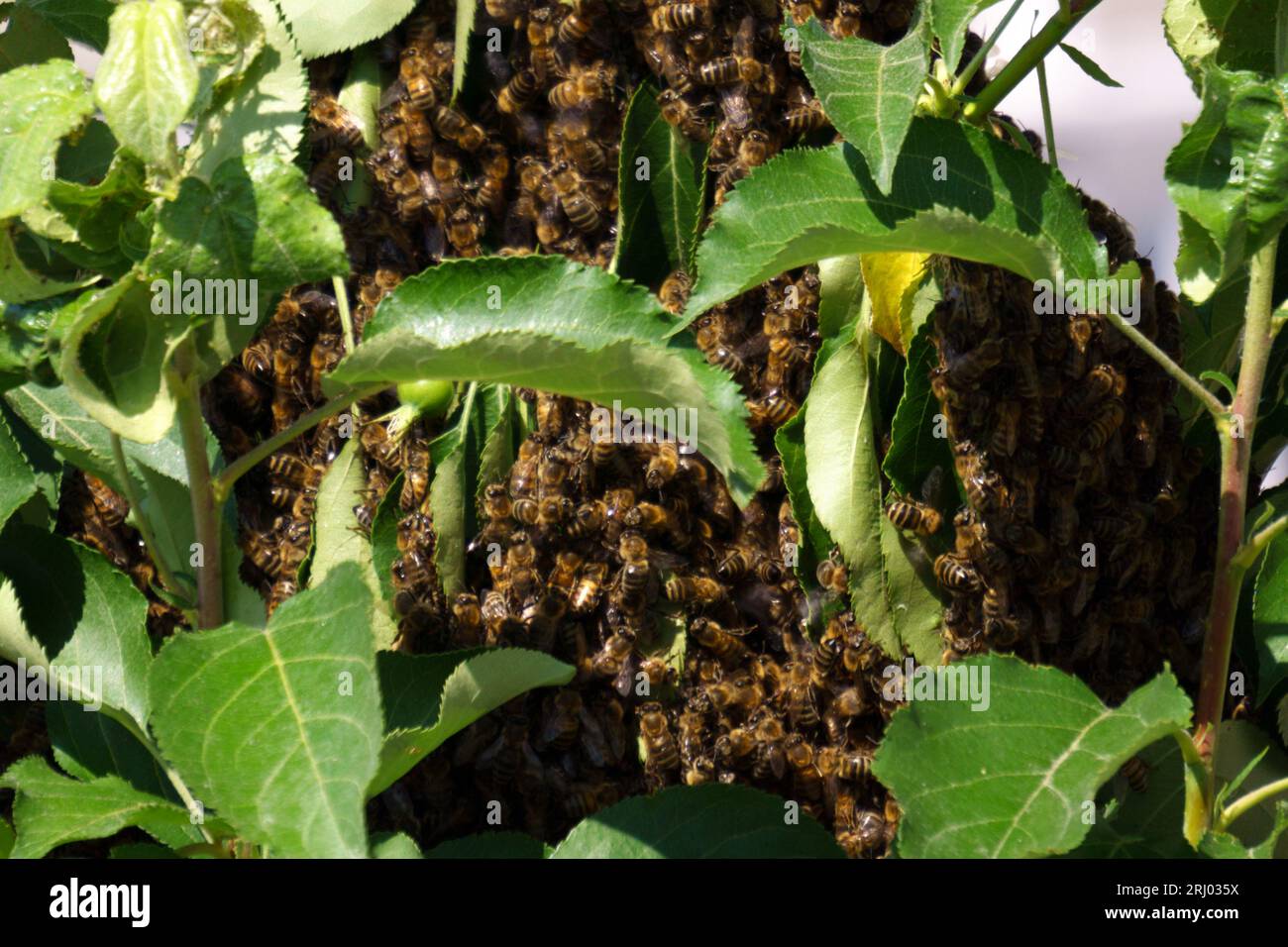 Big swarm of honey bees flying around beehive in apiary, insect in ...