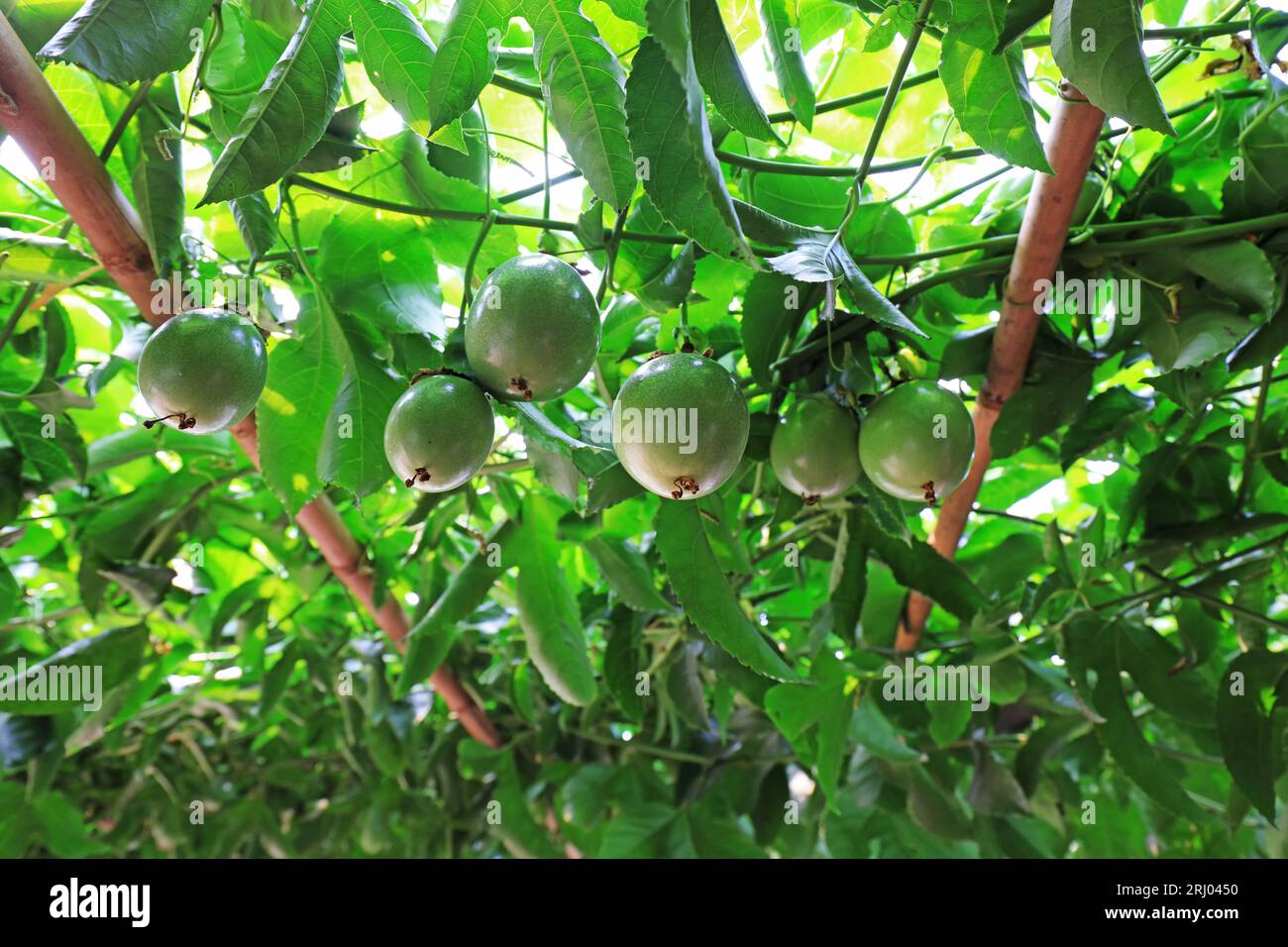 Granadilla plants hi-res stock photography and images - Alamy