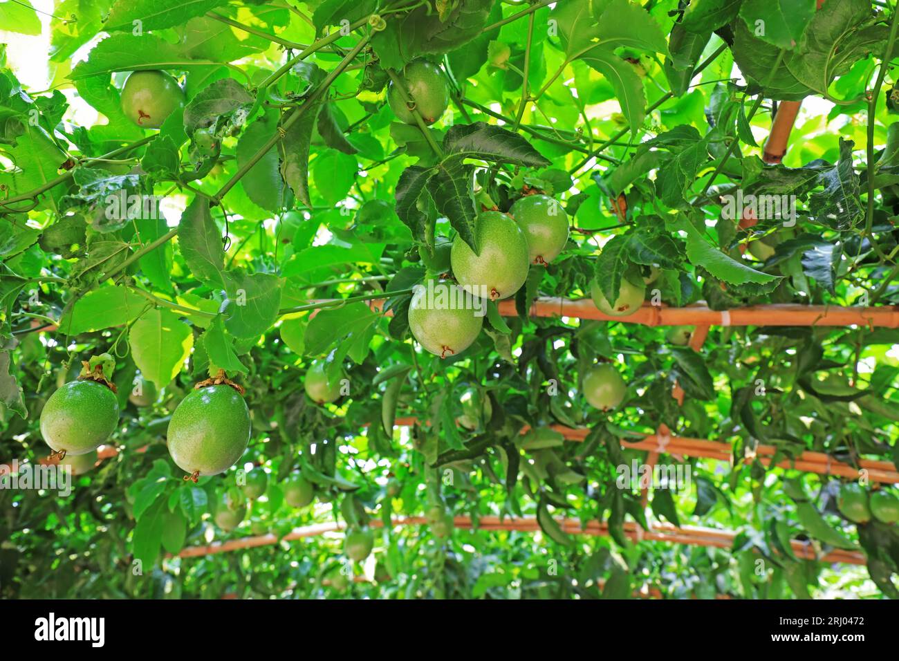 Granadilla plants hi-res stock photography and images - Alamy