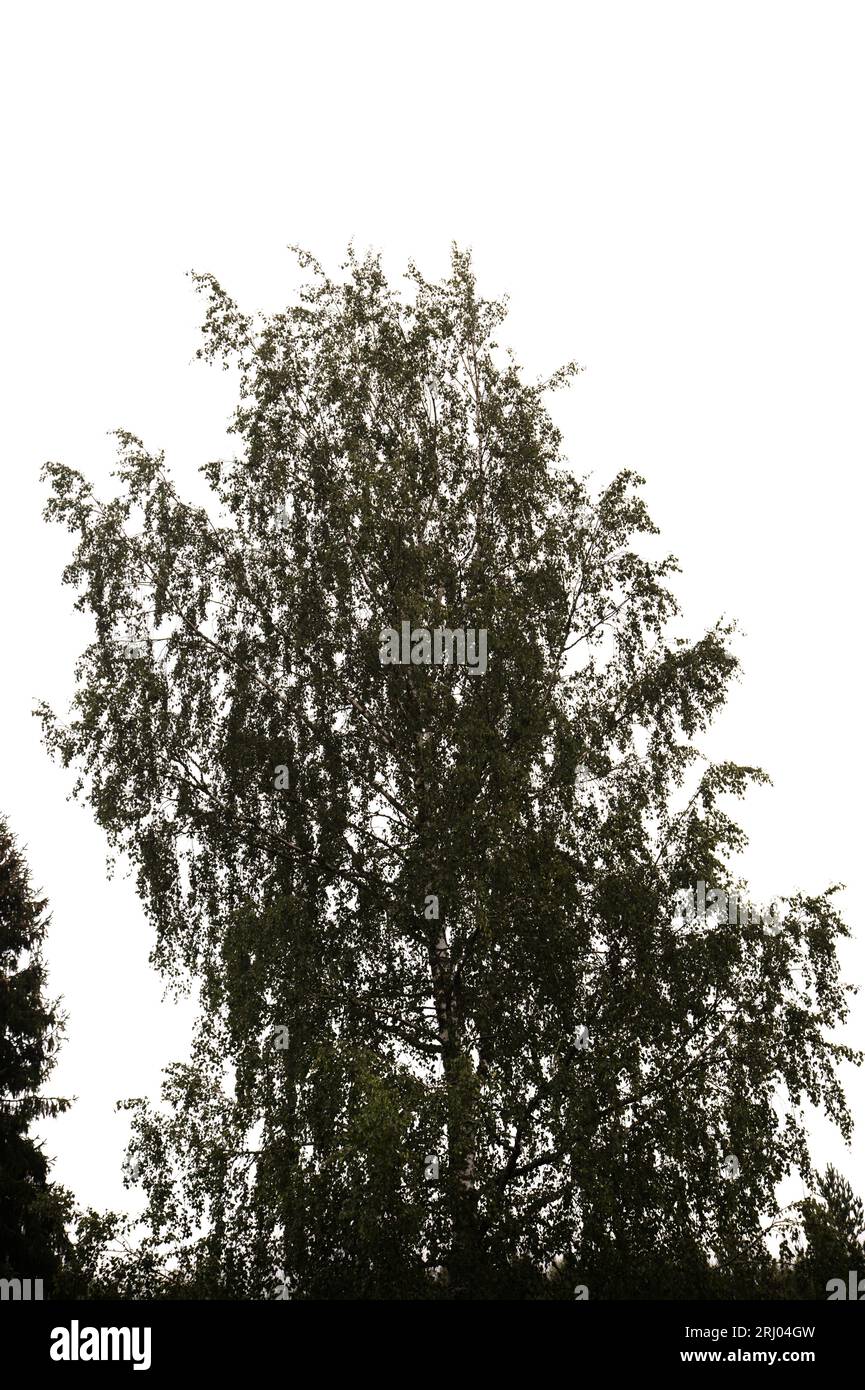 Flora of Finland - silver birch, Betula pendula, isolated on white ...