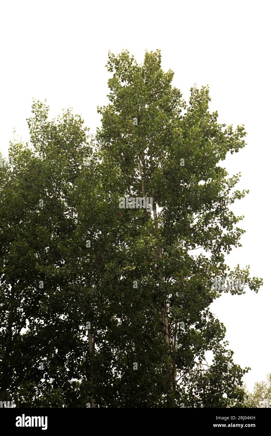 Flora of Finland - silver birch, Betula pendula, isolated on white ...