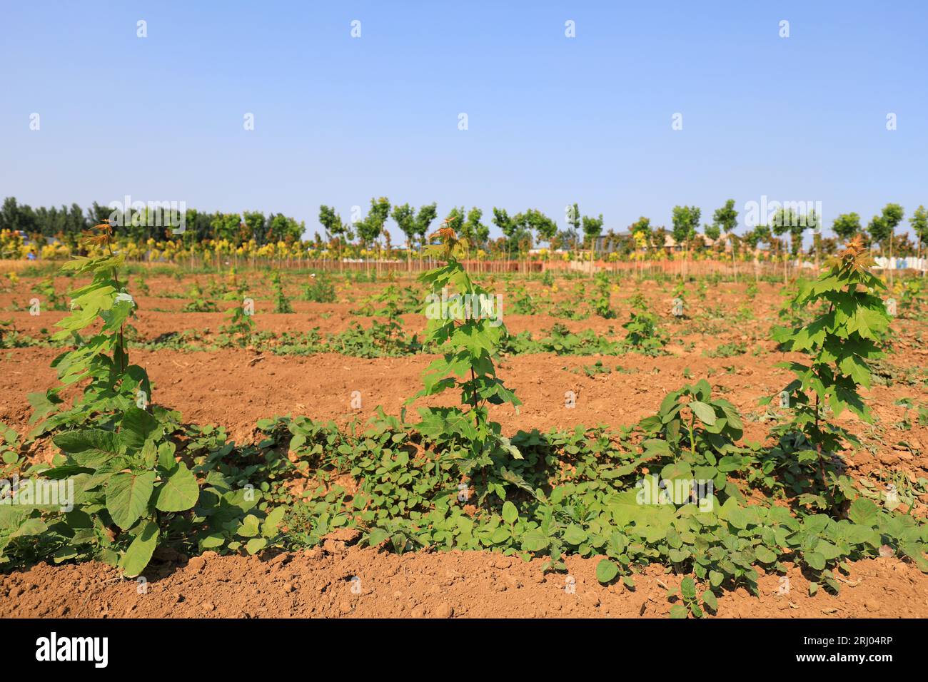 Maple seedlings in nurseries, North China Stock Photo - Alamy