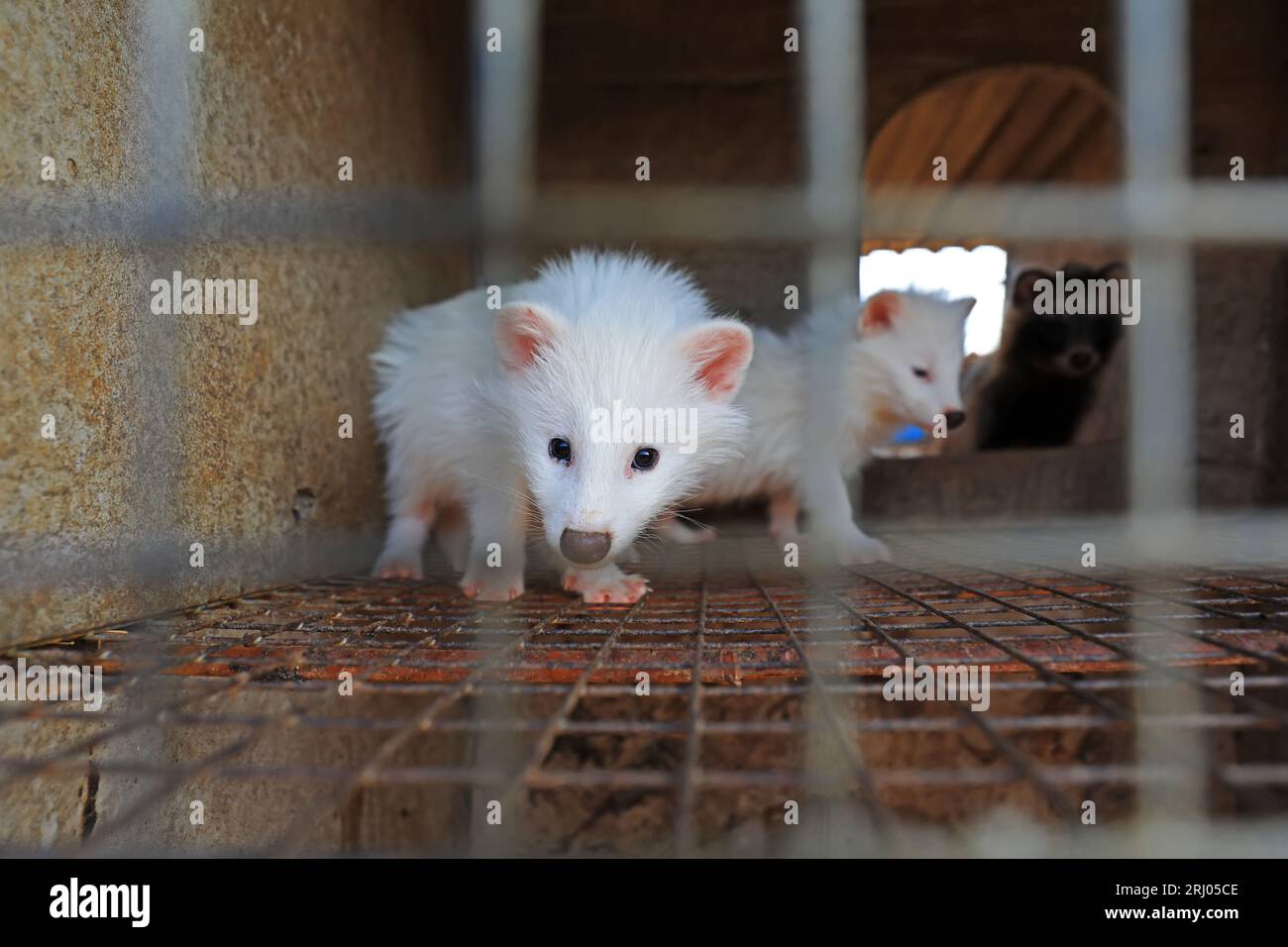 white raccoon in cages on a farm, North China Stock Photo - Alamy