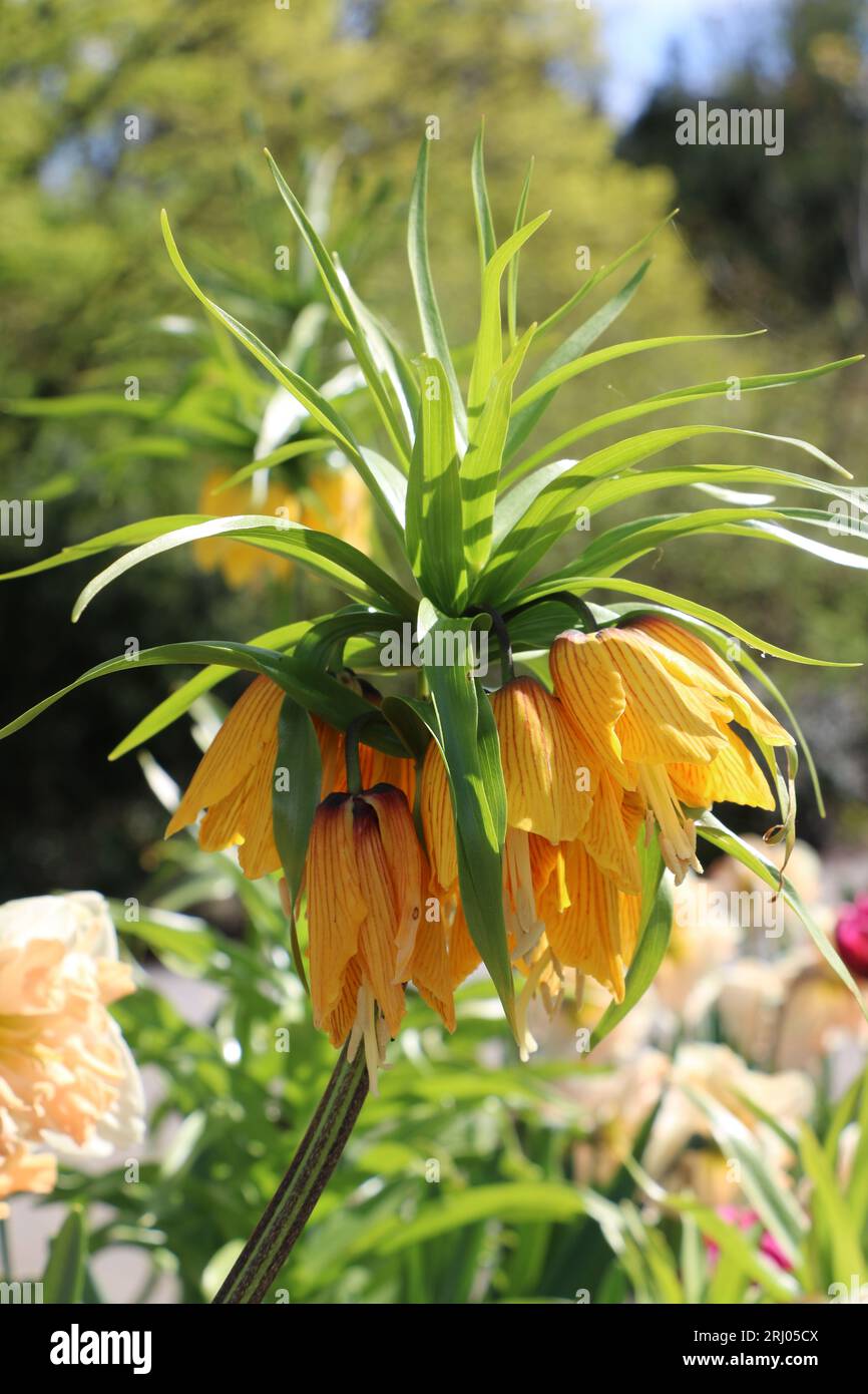 Upside down tulips hi-res stock photography and images - Alamy