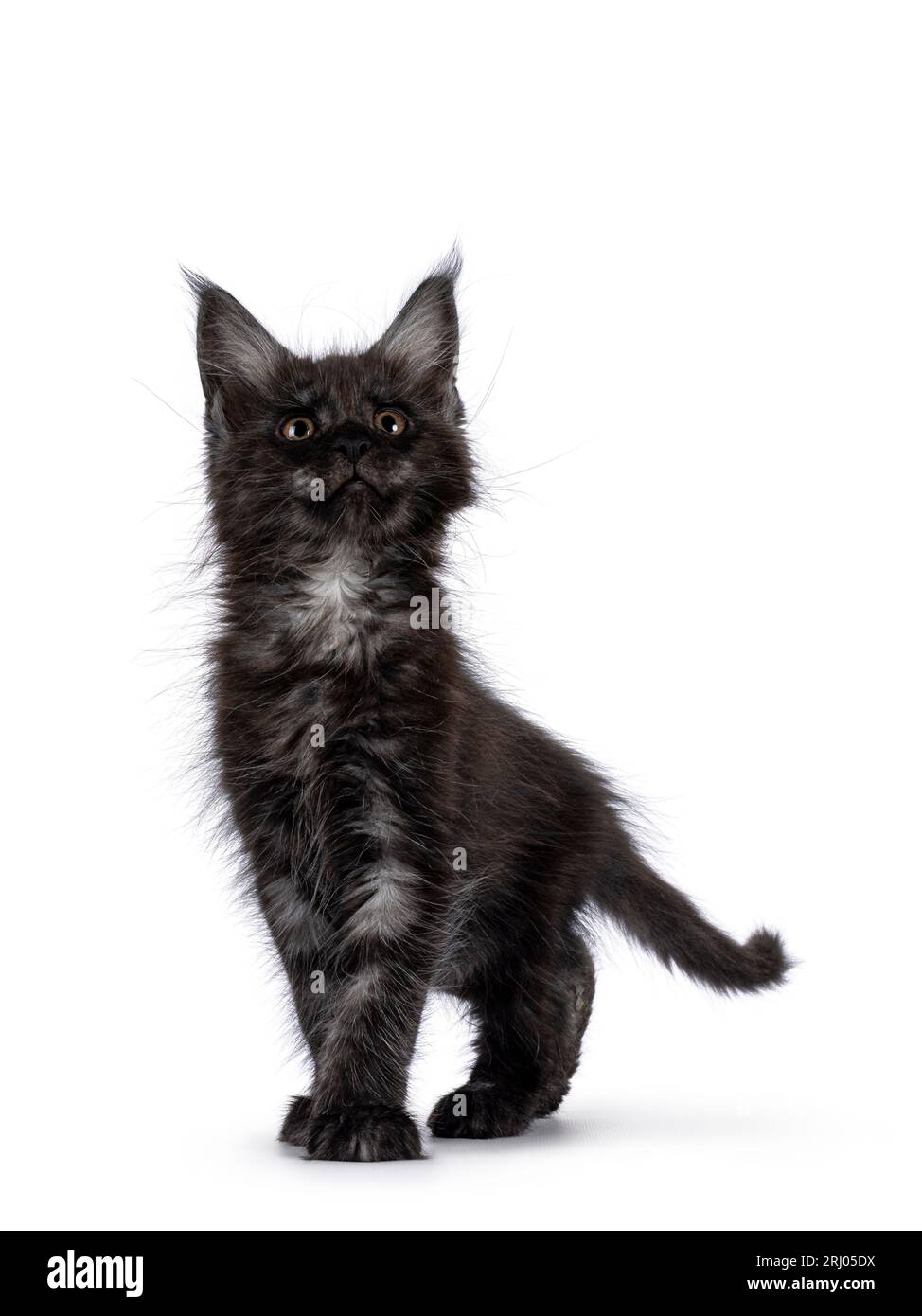 Expressive black smoke cat kitten, walking towards camera. Looking up ...