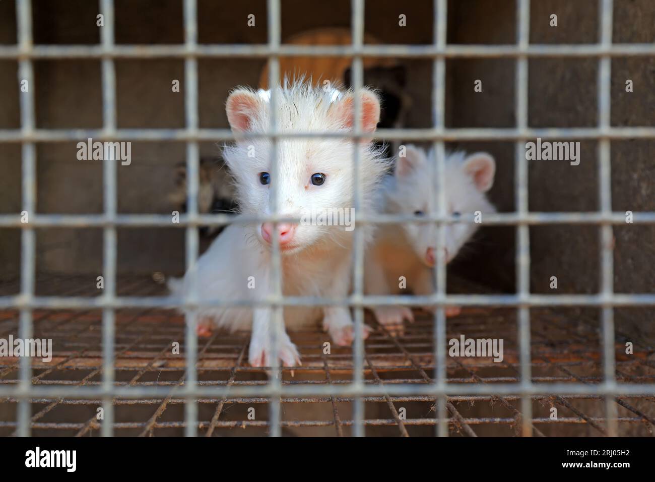 white raccoon in cages on a farm, North China Stock Photo - Alamy