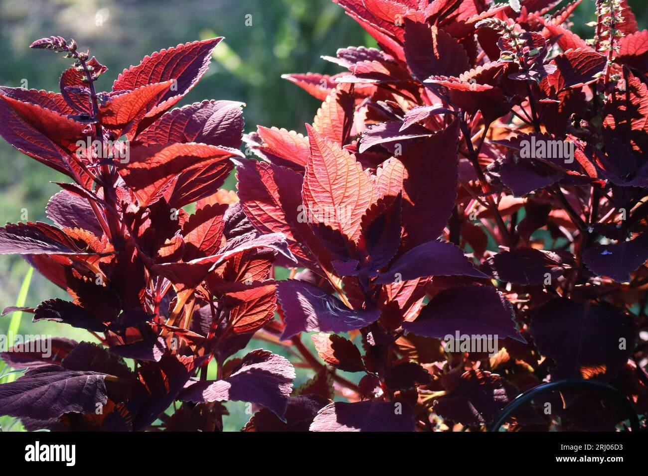 Species of flame nettle hi-res stock photography and images - Alamy