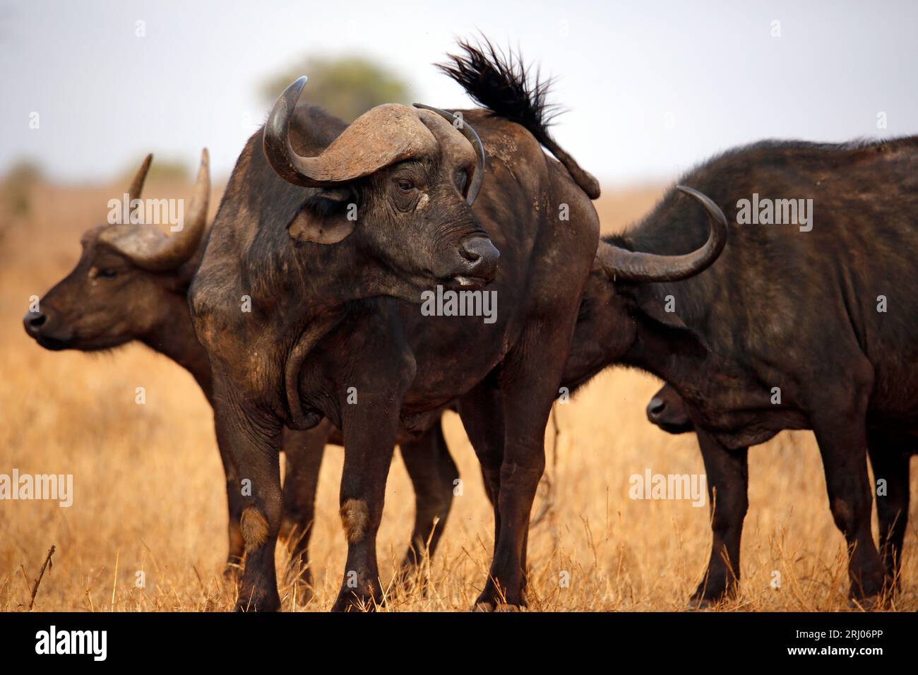 Buffalo hills game reserve hi-res stock photography and images - Alamy