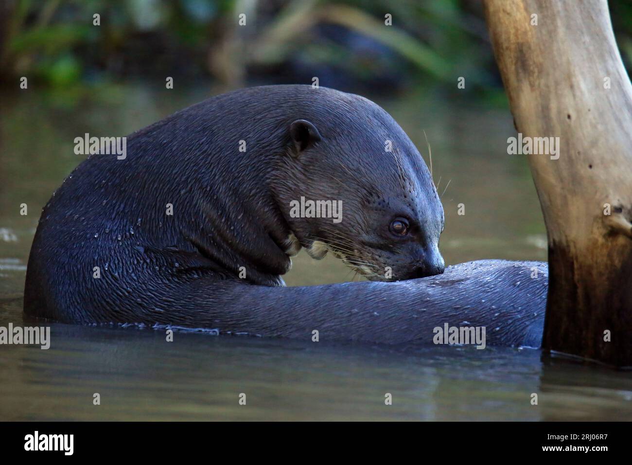Giant Otter (Pteronura brasiliensis) in the River. Pantanal, Brazil ...