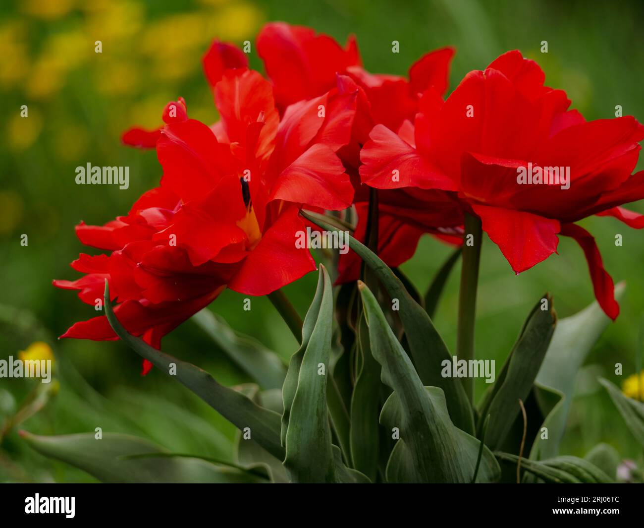 Tulipa agensis hi-res stock photography and images - Alamy